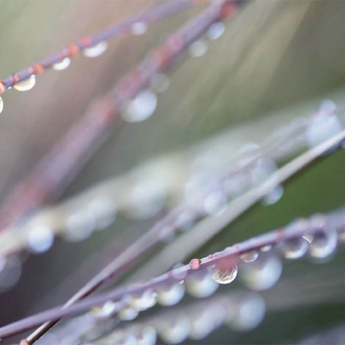 Through the Lens of Sheila June - ZOOM Magazine | Sunshine Coast BC